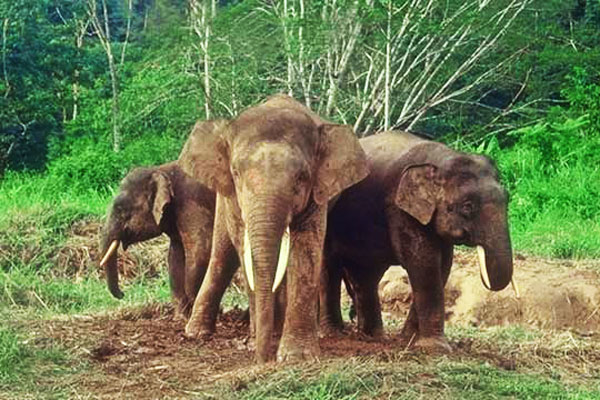 Sub-Tours | Tabin Wildlife Resort - Amazing Borneo Tours