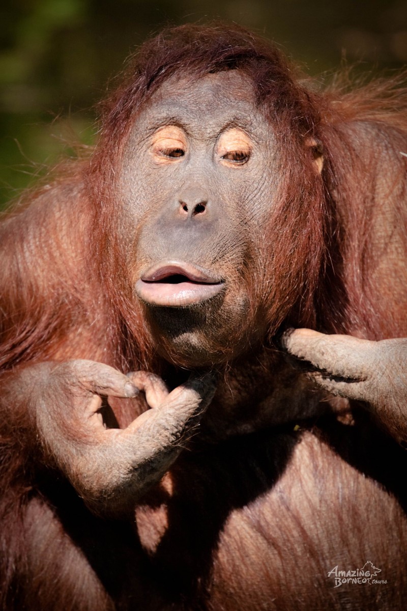 Orangutans Could Be Extinct in Only 10 Years | Travelogue - Amazing ...