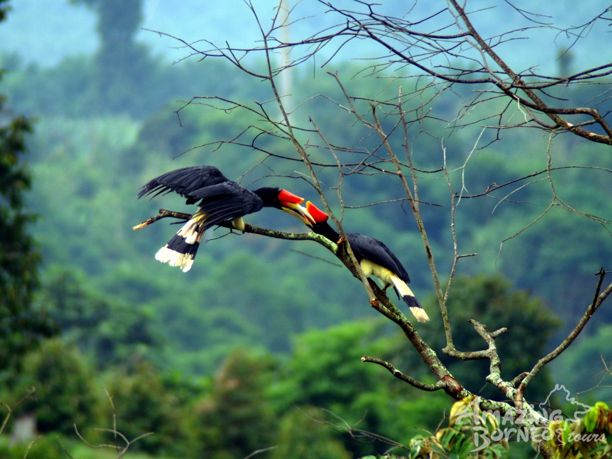 The Top 7 Wildlife in Borneo You Need to See Once It’s Good to Travel ...
