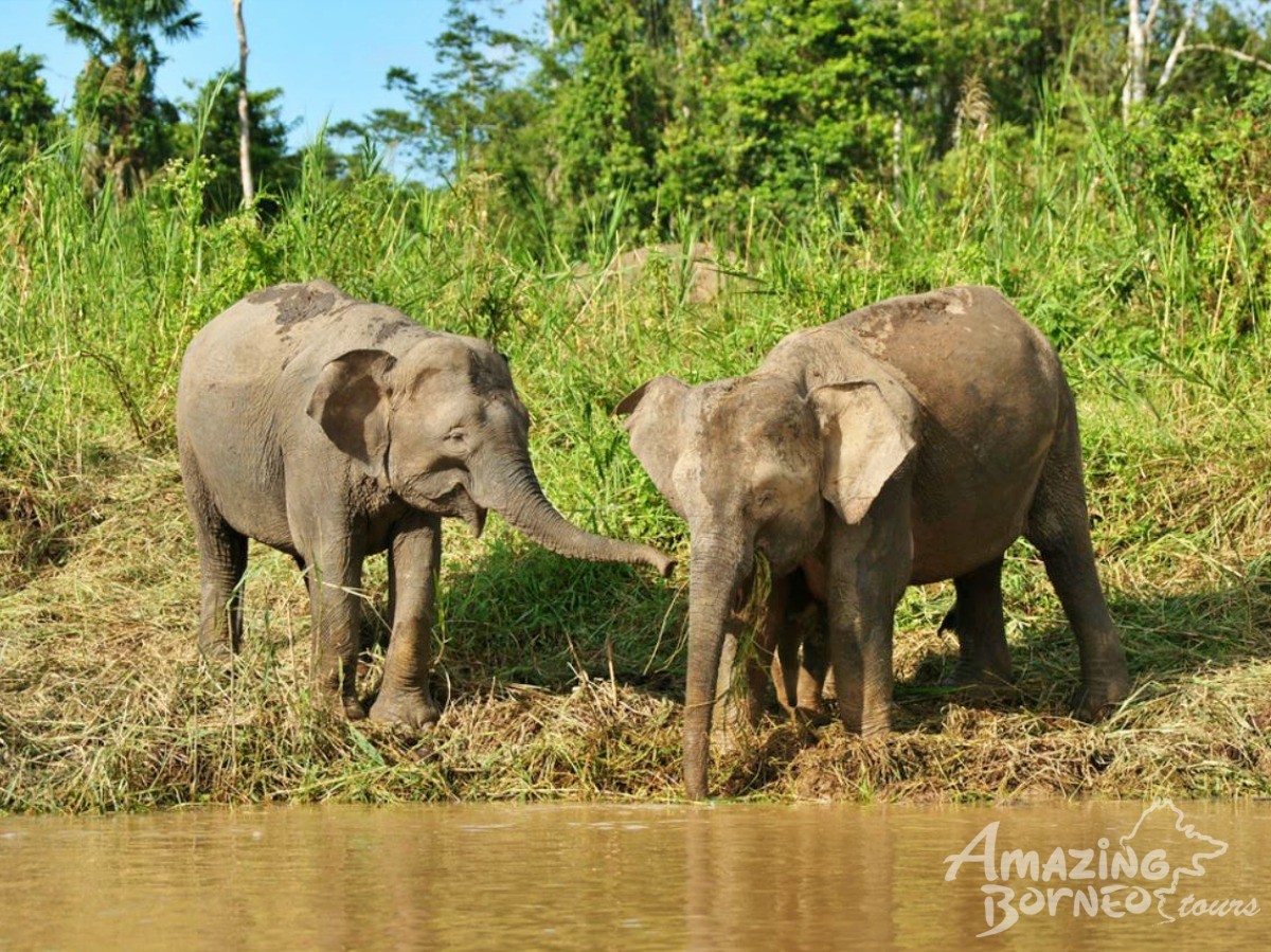 The Top 7 Wildlife in Borneo You Need to See Once It’s Good to Travel ...
