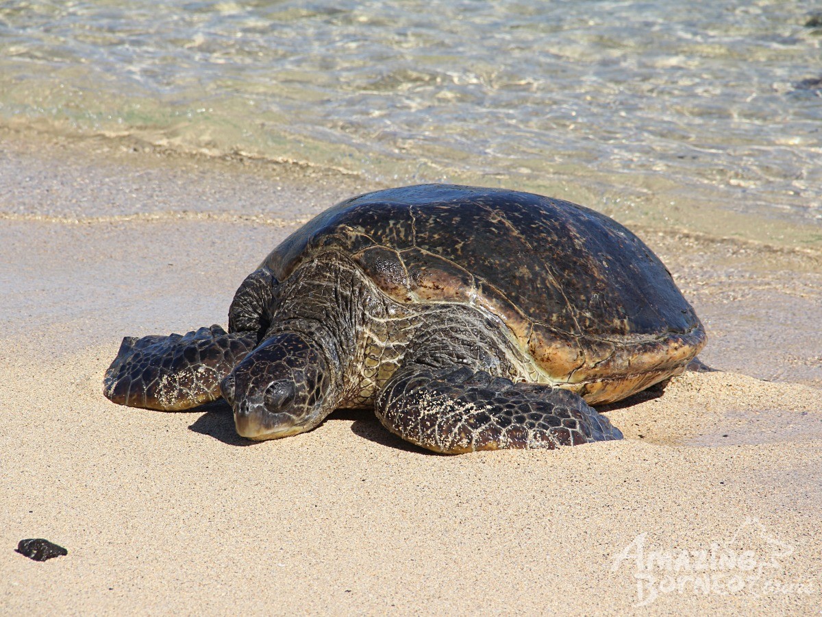 The Top 7 Wildlife in Borneo You Need to See Once It’s Good to Travel ...