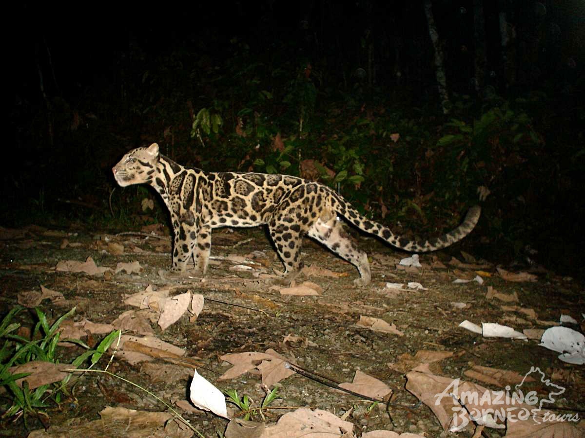 The Top 7 Wildlife in Borneo You Need to See Once It’s Good to Travel ...