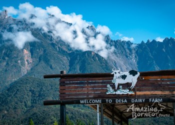 Desa Cattle Dairy Farm (Admission Ticket) - Amazing Borneo Tours