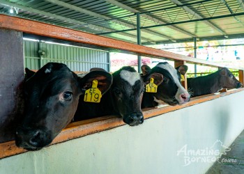 Desa Cattle Dairy Farm (Admission Ticket) - Amazing Borneo Tours