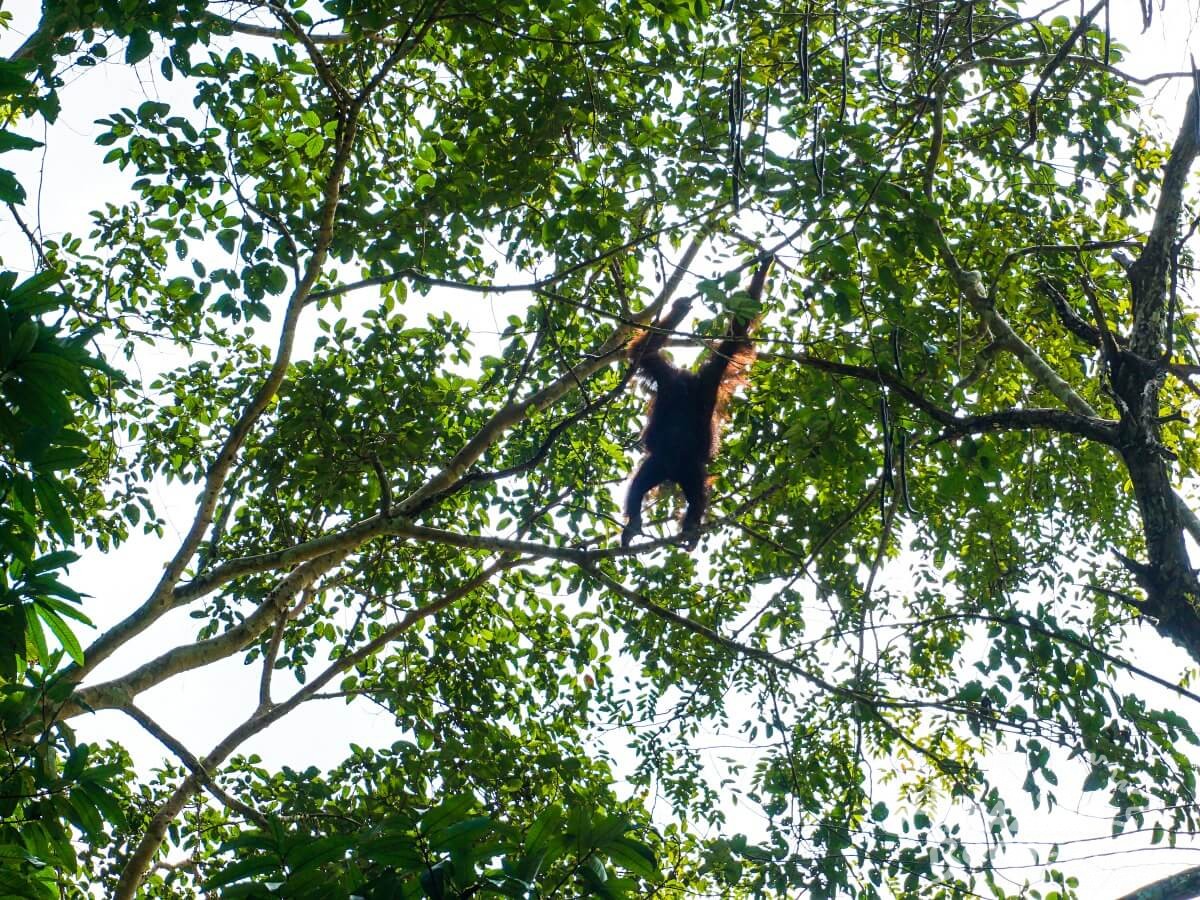 4D3N Danum Valley Wildlife Adventure with INFAPRO Reforestation Stay ...